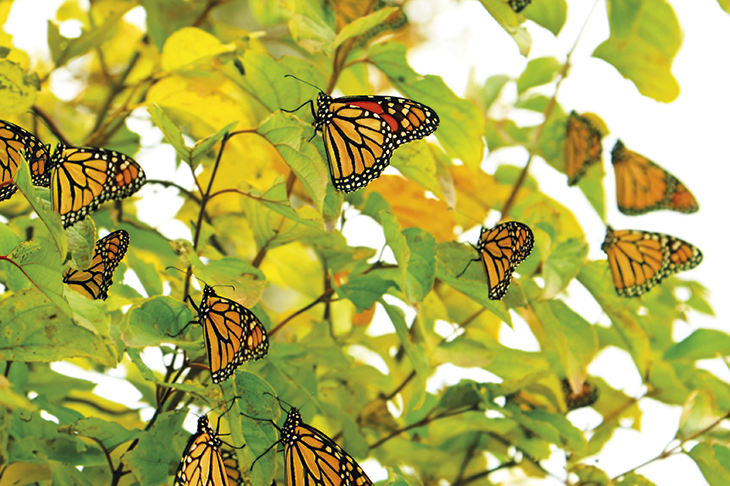The Sex Life Of The Monarch Butterfly Is Positively Wild The Spectator